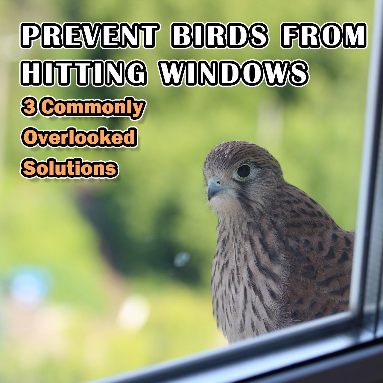 How to Prevent Birds from Hitting Windows: 3 Commonly Overlooked Solut