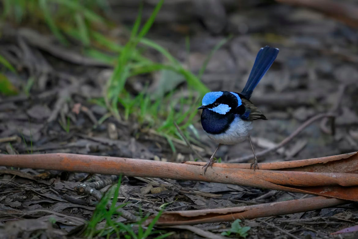 How Habitat Change and Vegetation Density Shape the Survival of the Sp