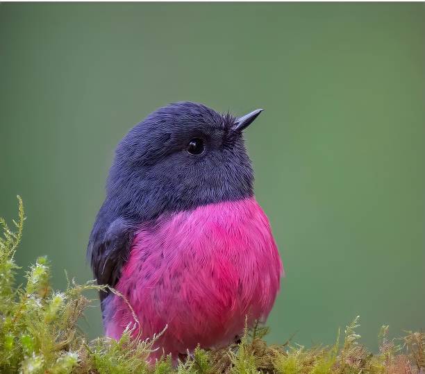 Where the Pink Robin Lives: Habitat Choice and Seasonal Movement Expla