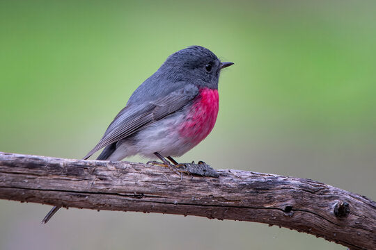 Male vs. Female Pink Robins: How Sex Differences Shape Survival and St