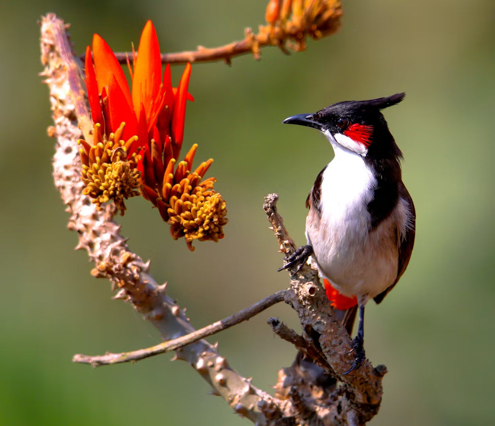 How Red-whiskered Bulbuls Use Vocal Variation, Mimicry, and Social Sig