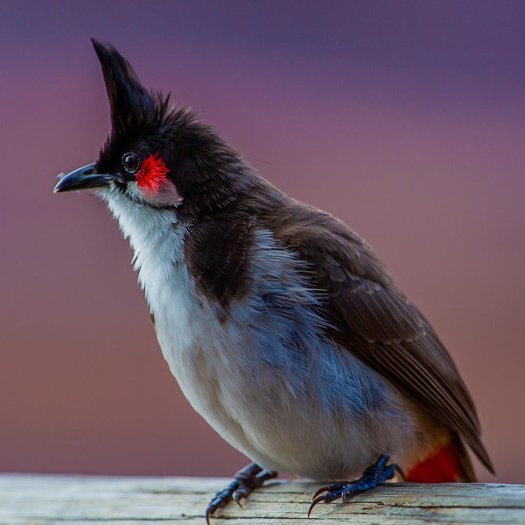 How the Red-whiskered Bulbul Behaves as an Invasive Species—and What E