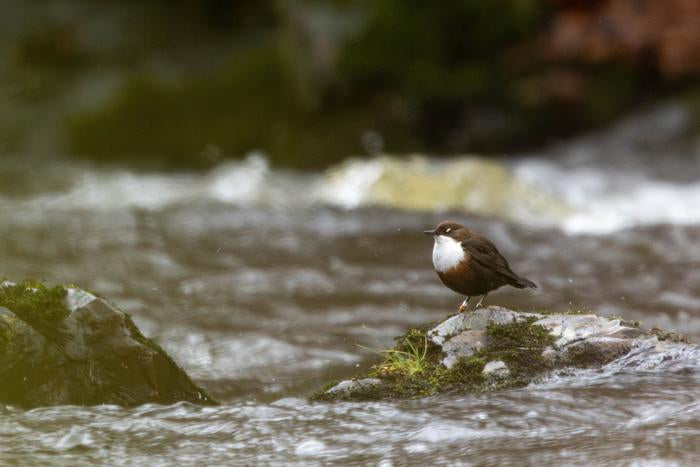 What the White-throated Dipper Reveals About River Health: A Data-Driv