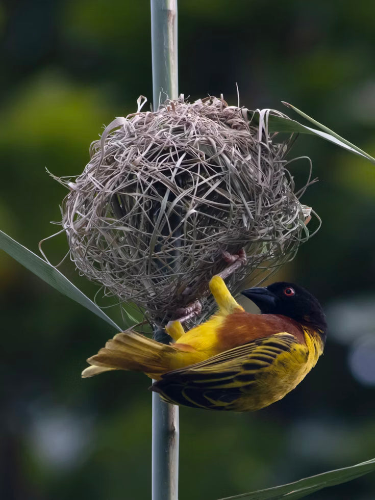 Why Birds Are Picky Nest Builders — The Science Behind Nest Material C